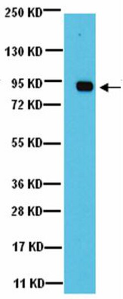 Anti-Glucose Regulating Protein 94 (GRP94) Antibody | 07-1408